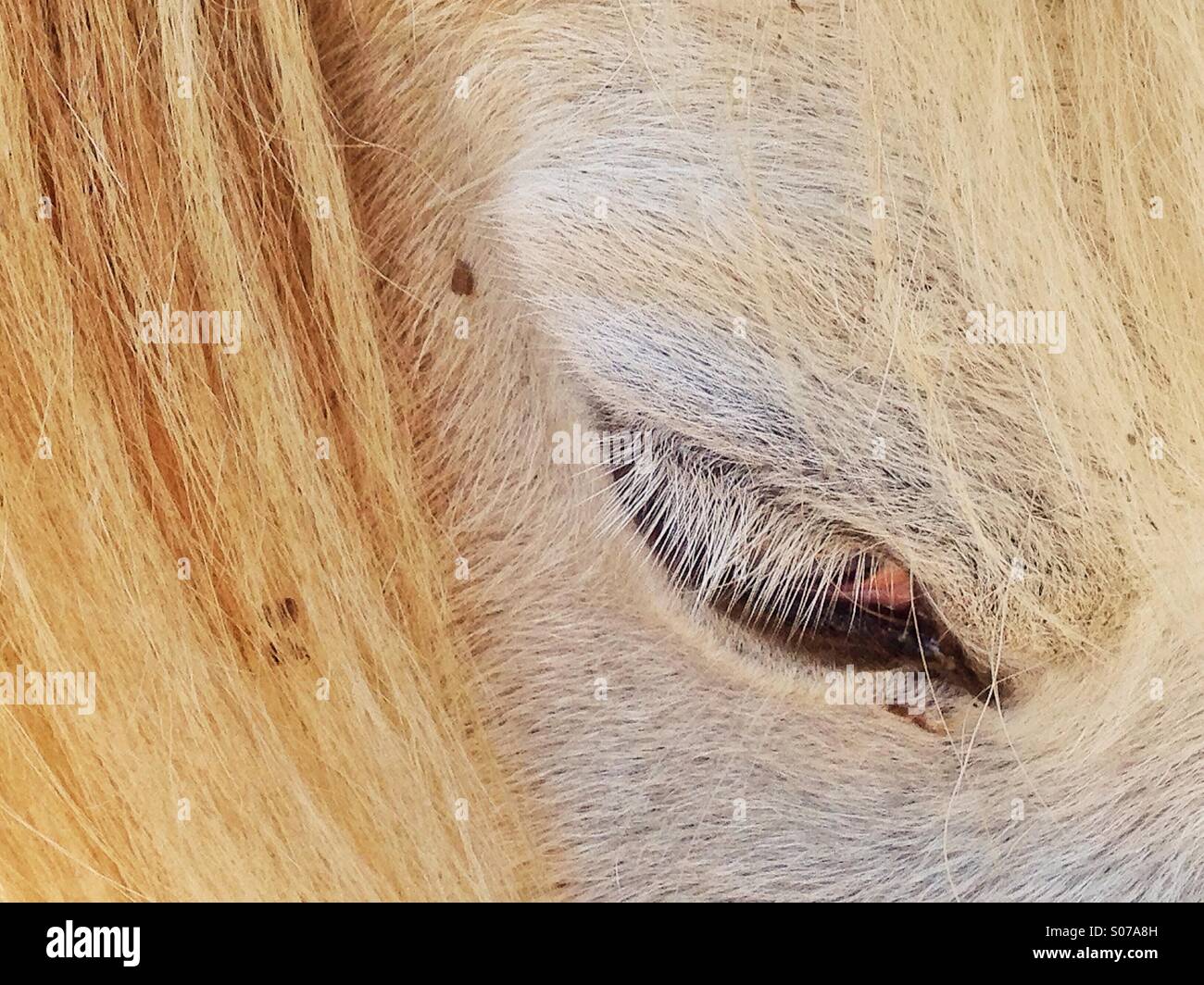 Pony close up Stock Photo - Alamy
