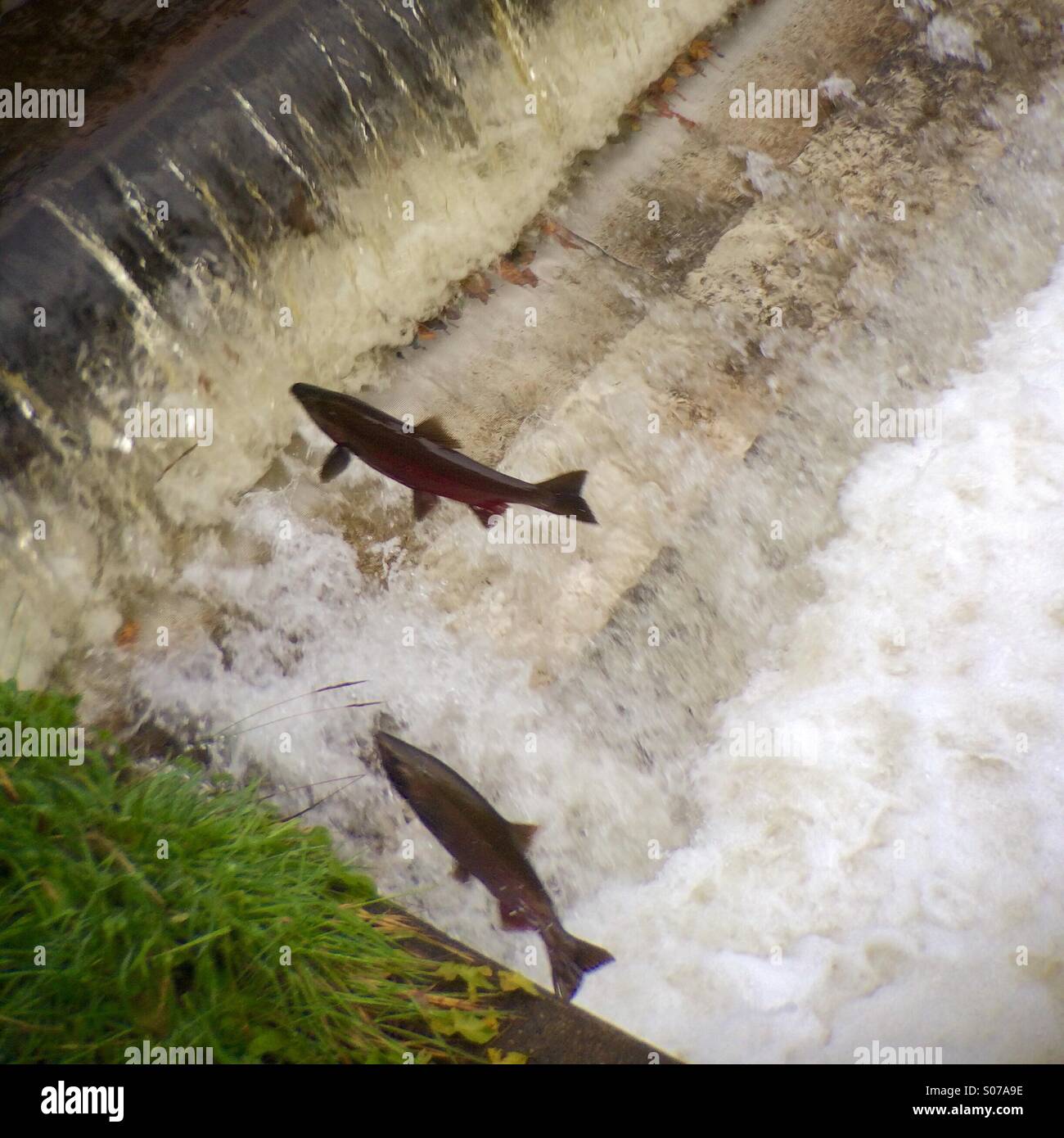 Coho jumping hi-res stock photography and images - Alamy