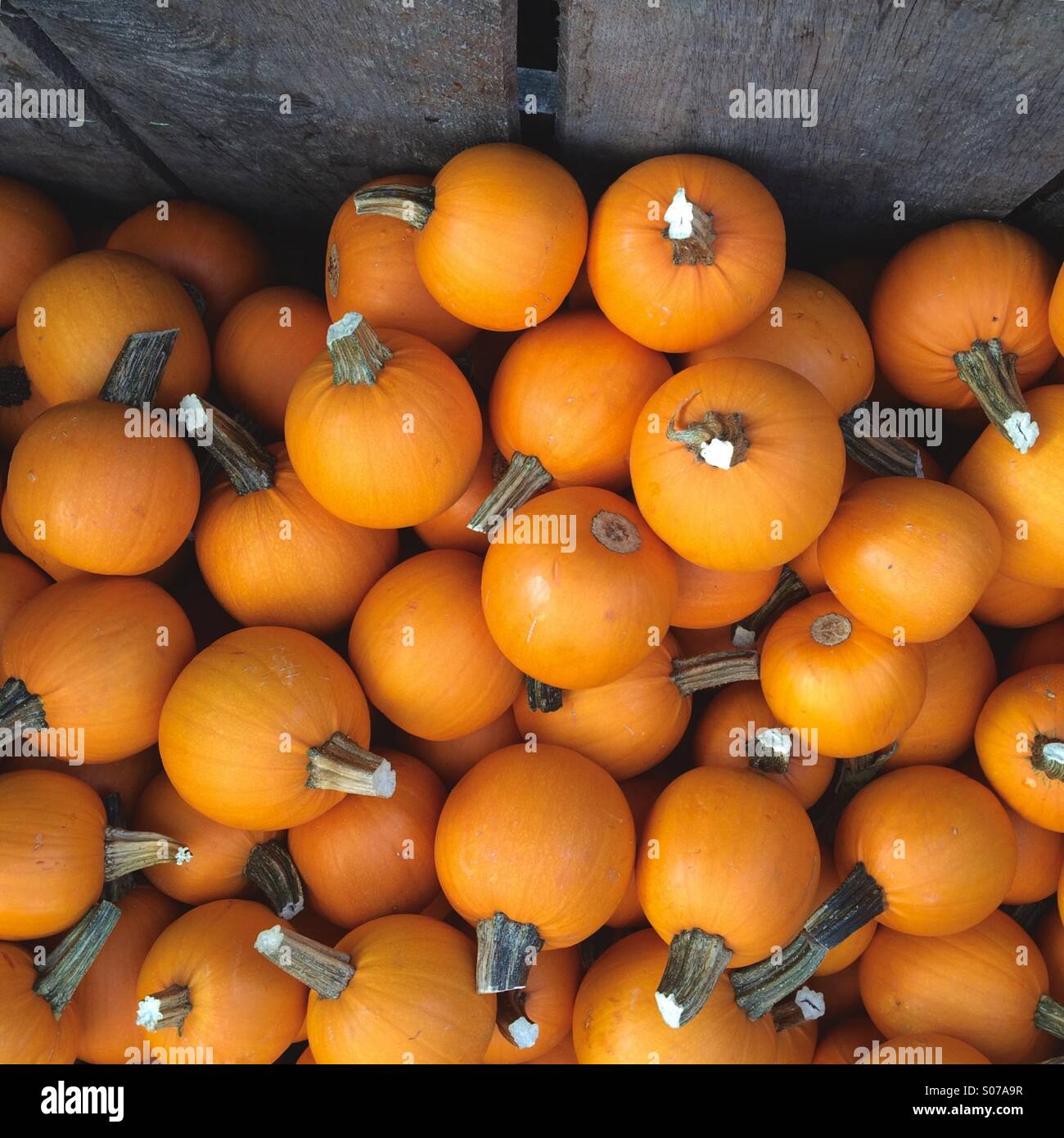 little round pumpkins Stock Photo - Alamy