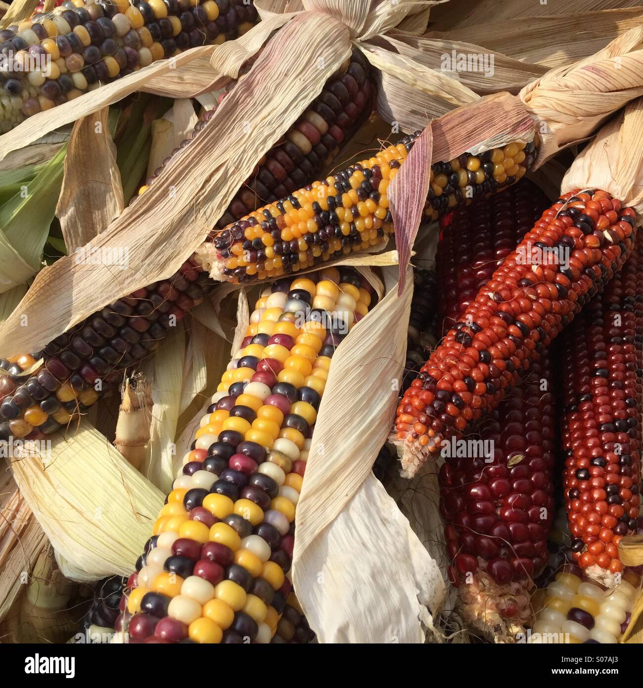 Indian corn husks hi-res stock photography and images - Alamy
