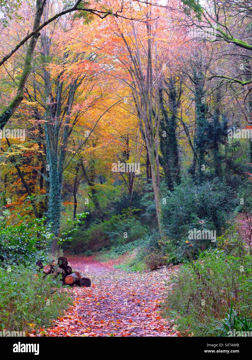 Woods trees landscape hi-res stock photography and images - Alamy