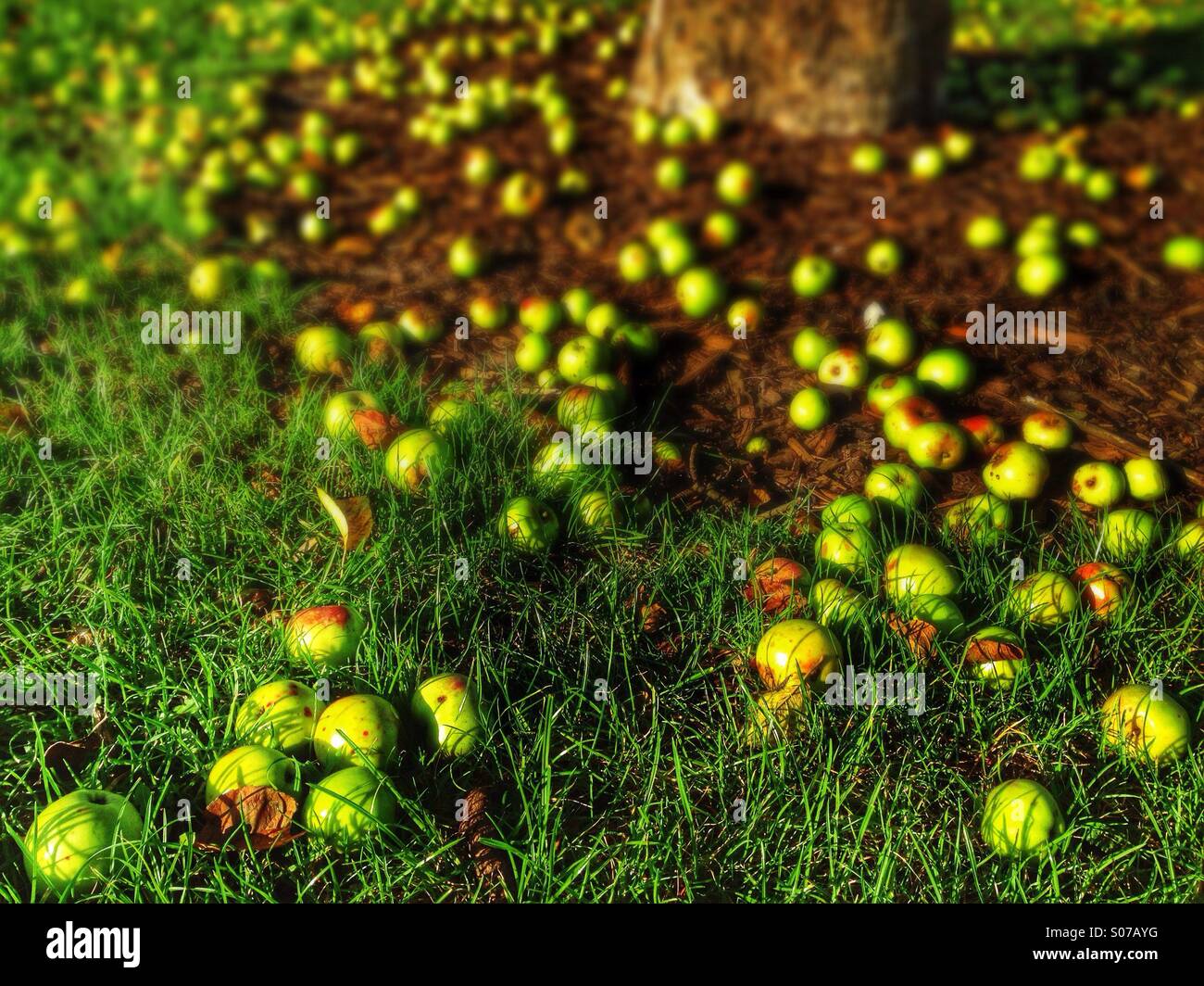 Apples fallen hi-res stock photography and images - Alamy