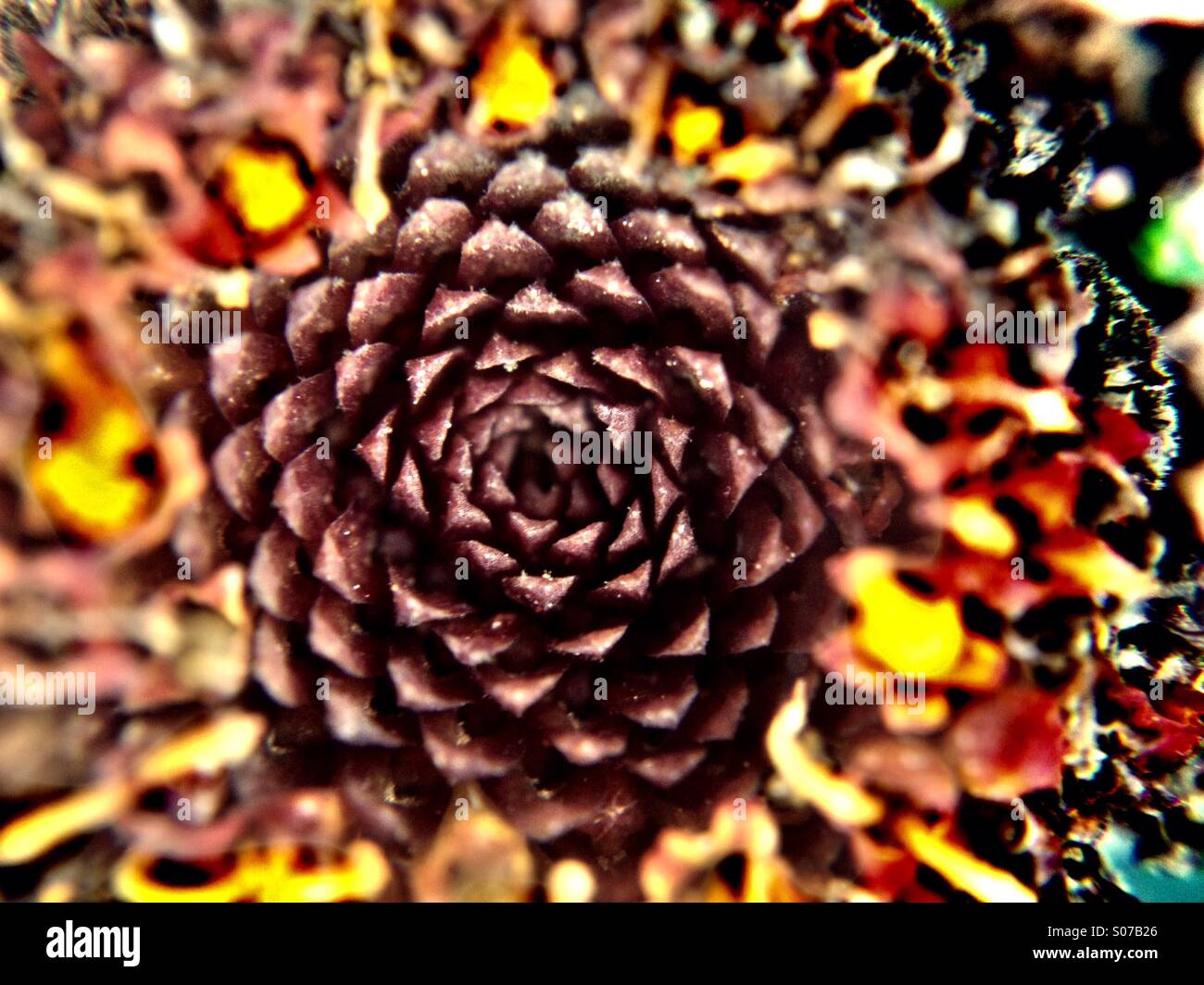Flower seed head Stock Photo - Alamy