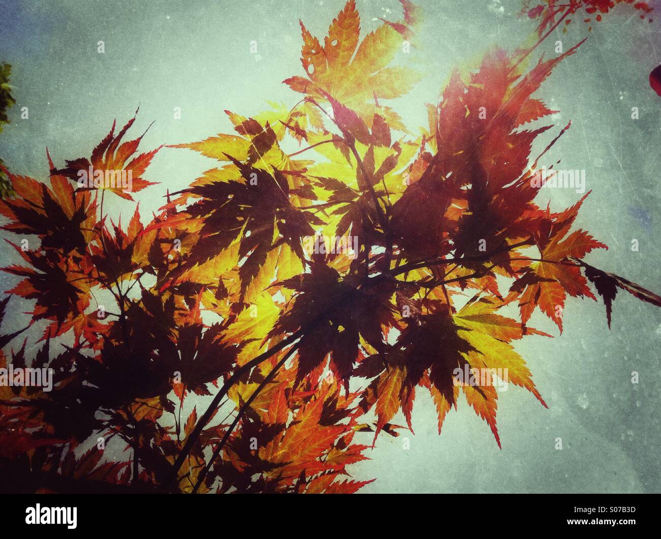 Tree leaves hi-res stock photography and images - Alamy