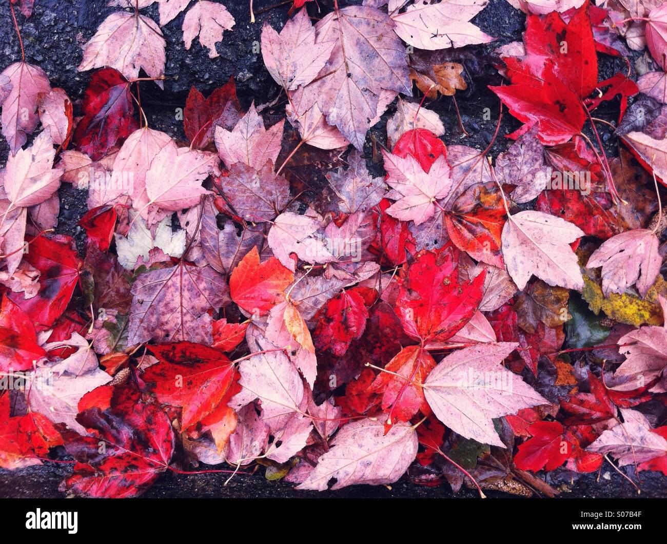Wet fallen red Maple leaves on pavement, BC, Canada Stock Photo - Alamy
