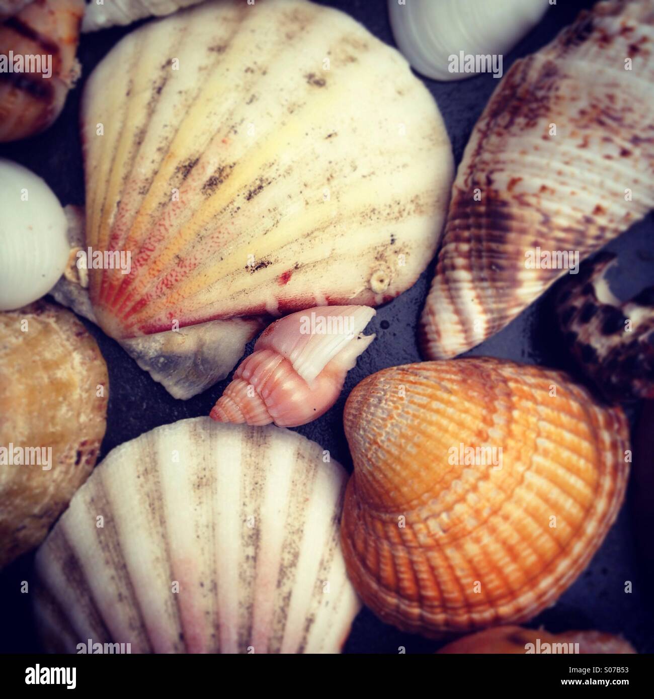 Sea shells hi-res stock photography and images - Alamy