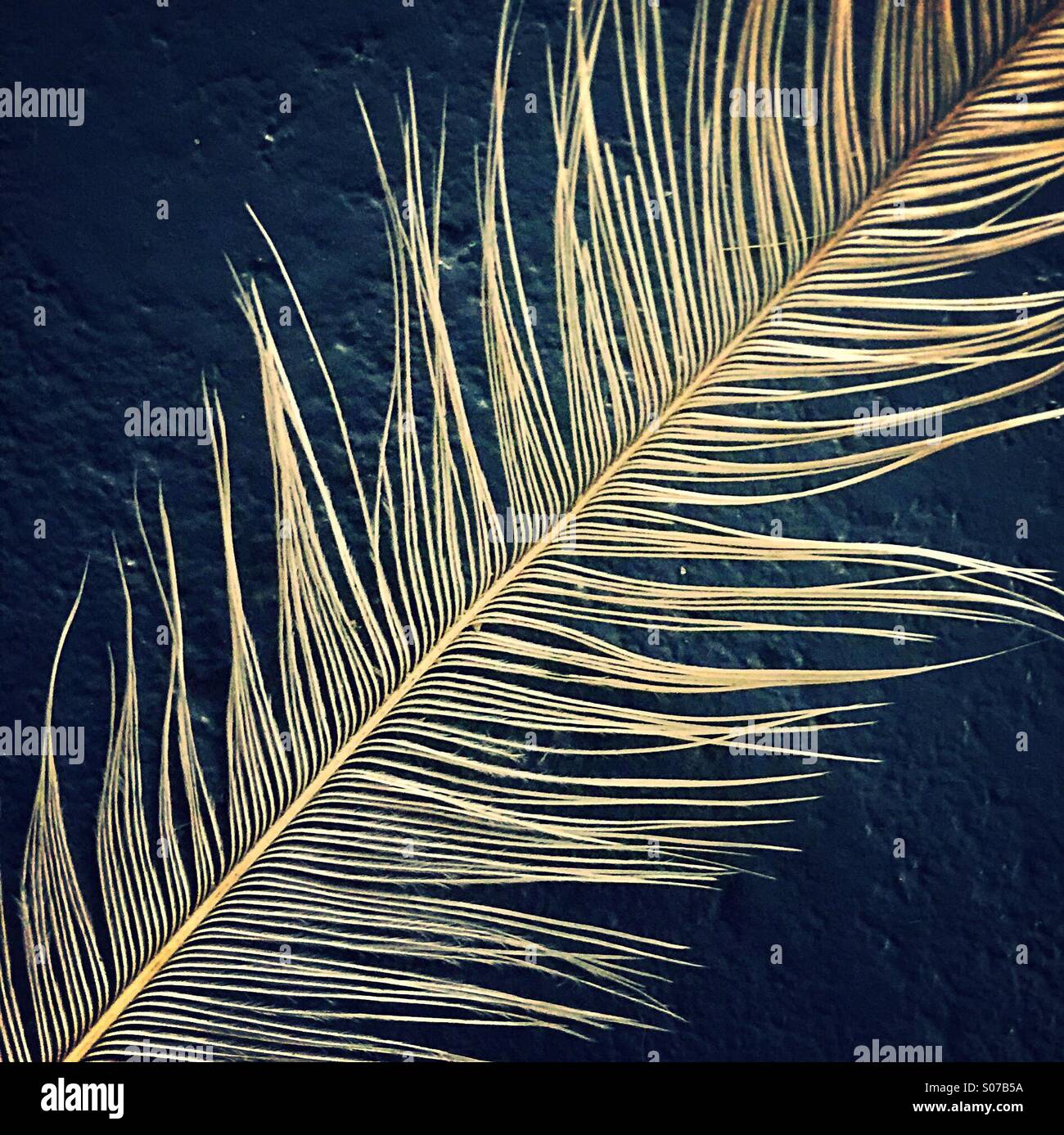 A feather on concrete Stock Photo - Alamy