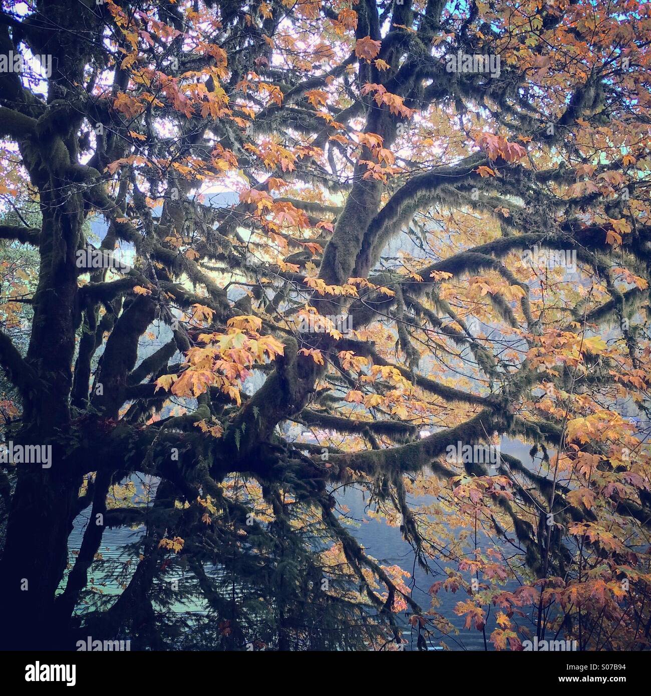 Bigleaf Maple tree (Acer macrophyllum) autumn color, Lake Crescent ...