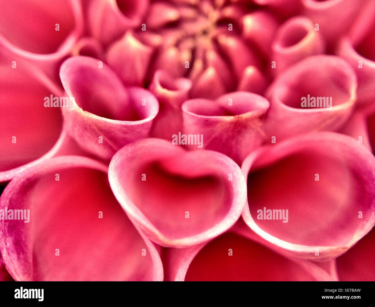 Dahlia heart hi-res stock photography and images - Alamy