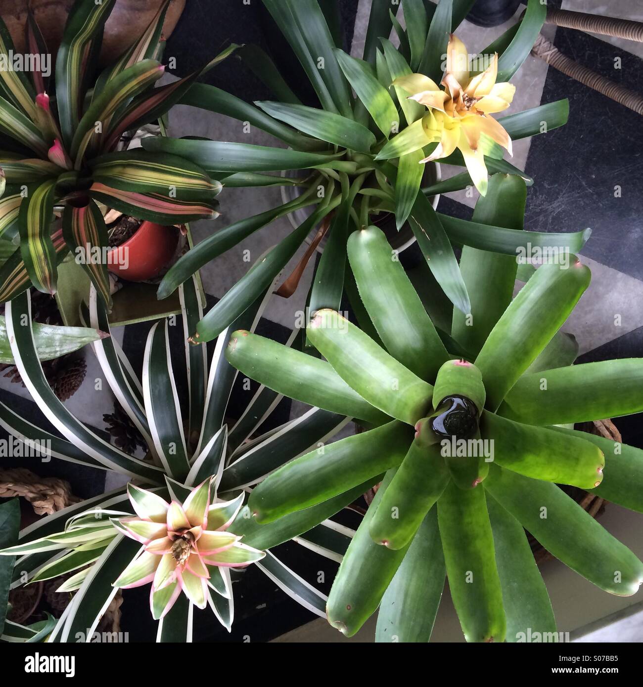 Tropical indoor plants hi-res stock photography and images - Alamy