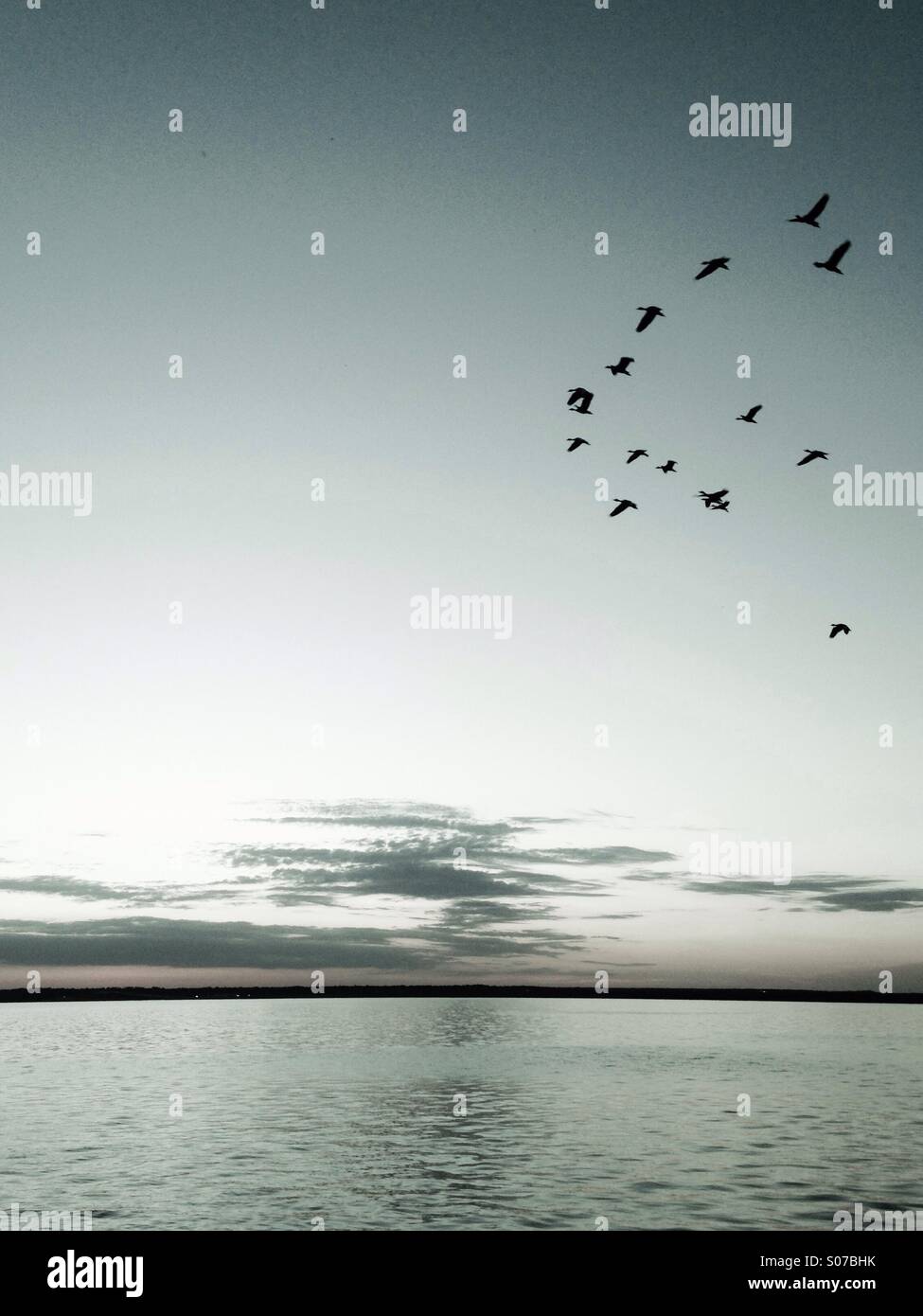 Geese flying over lake Stock Photo - Alamy