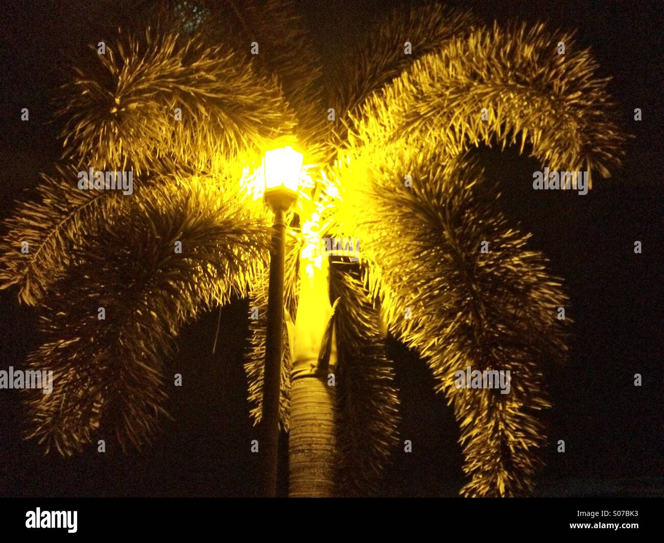 Lantern in tree hi-res stock photography and images - Alamy