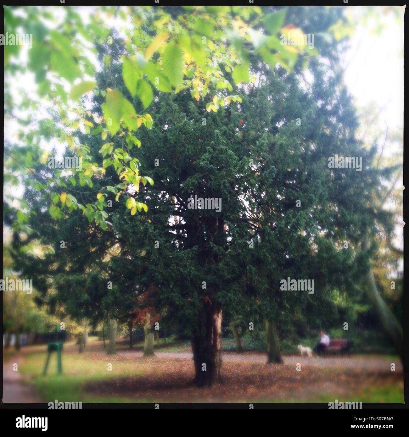 Bushy trees hi-res stock photography and images - Alamy