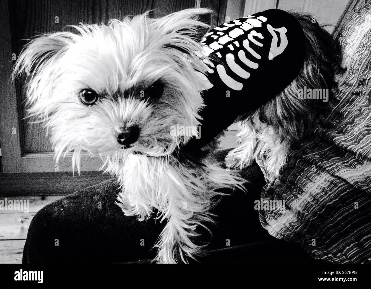 Scary yorkshire terrier hi-res stock photography and images - Alamy