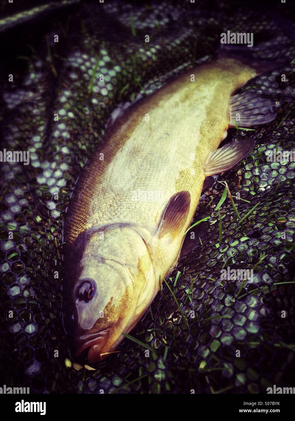 Green tench hi-res stock photography and images - Alamy