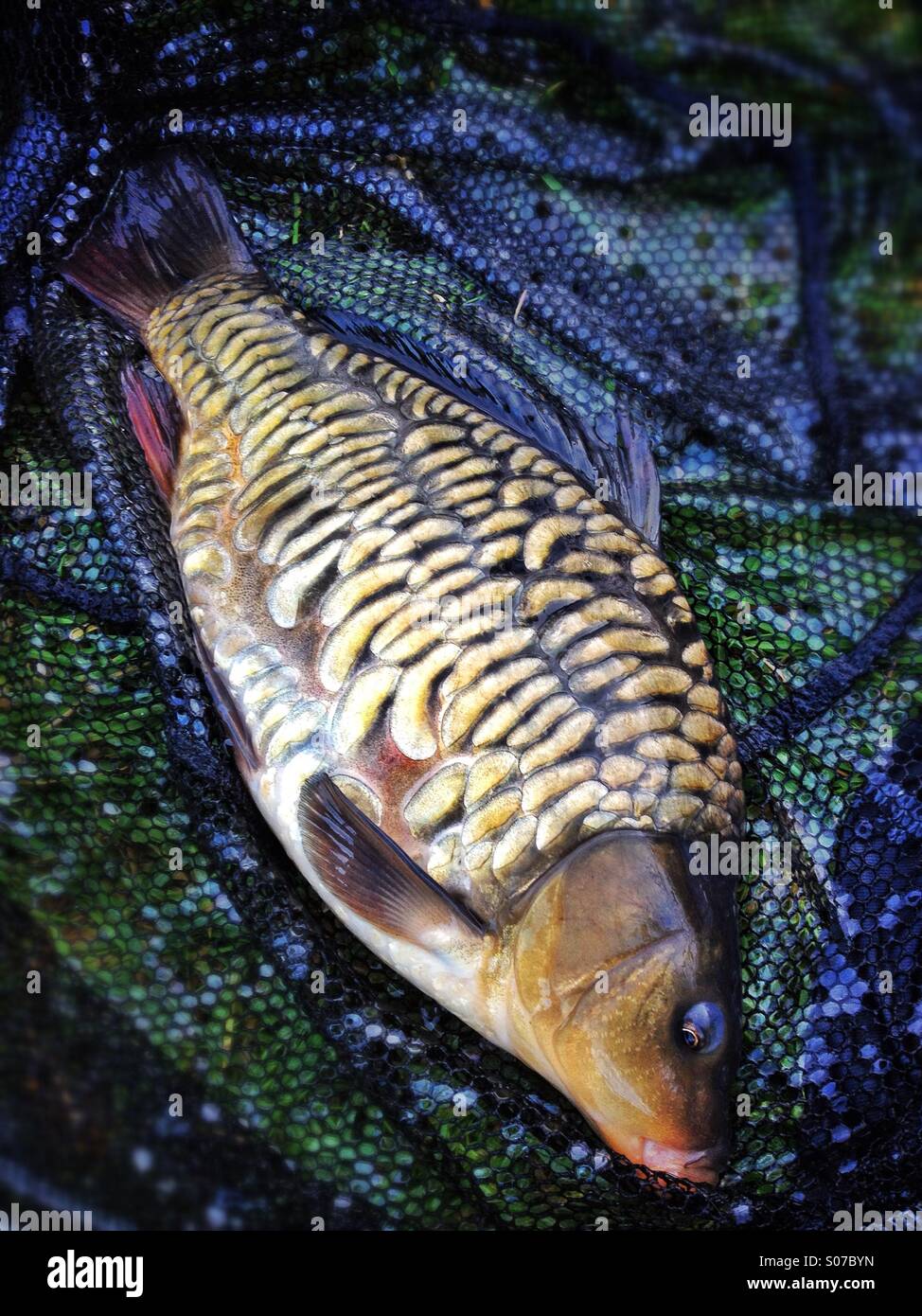 Fully Scaled Mirror Carp