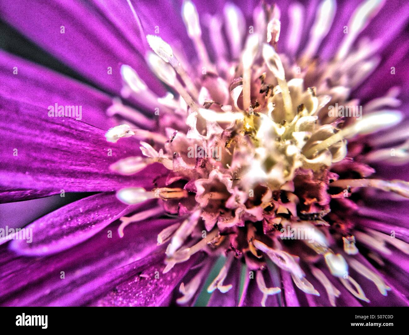 Michaelmas daisy flower Stock Photo - Alamy