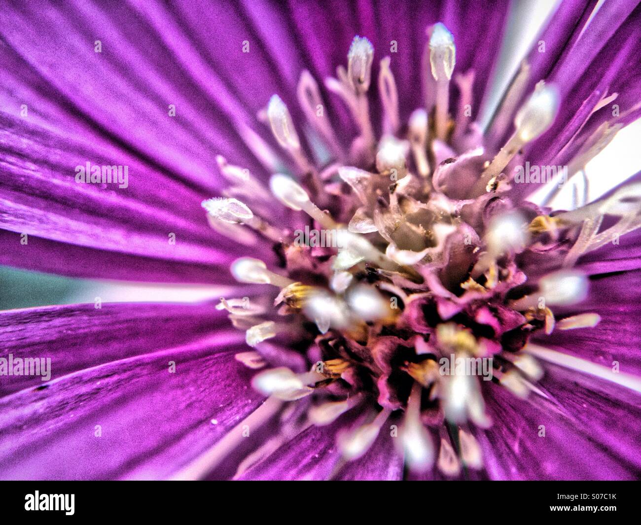 Close up of Michaelmas daisy flower Stock Photo - Alamy