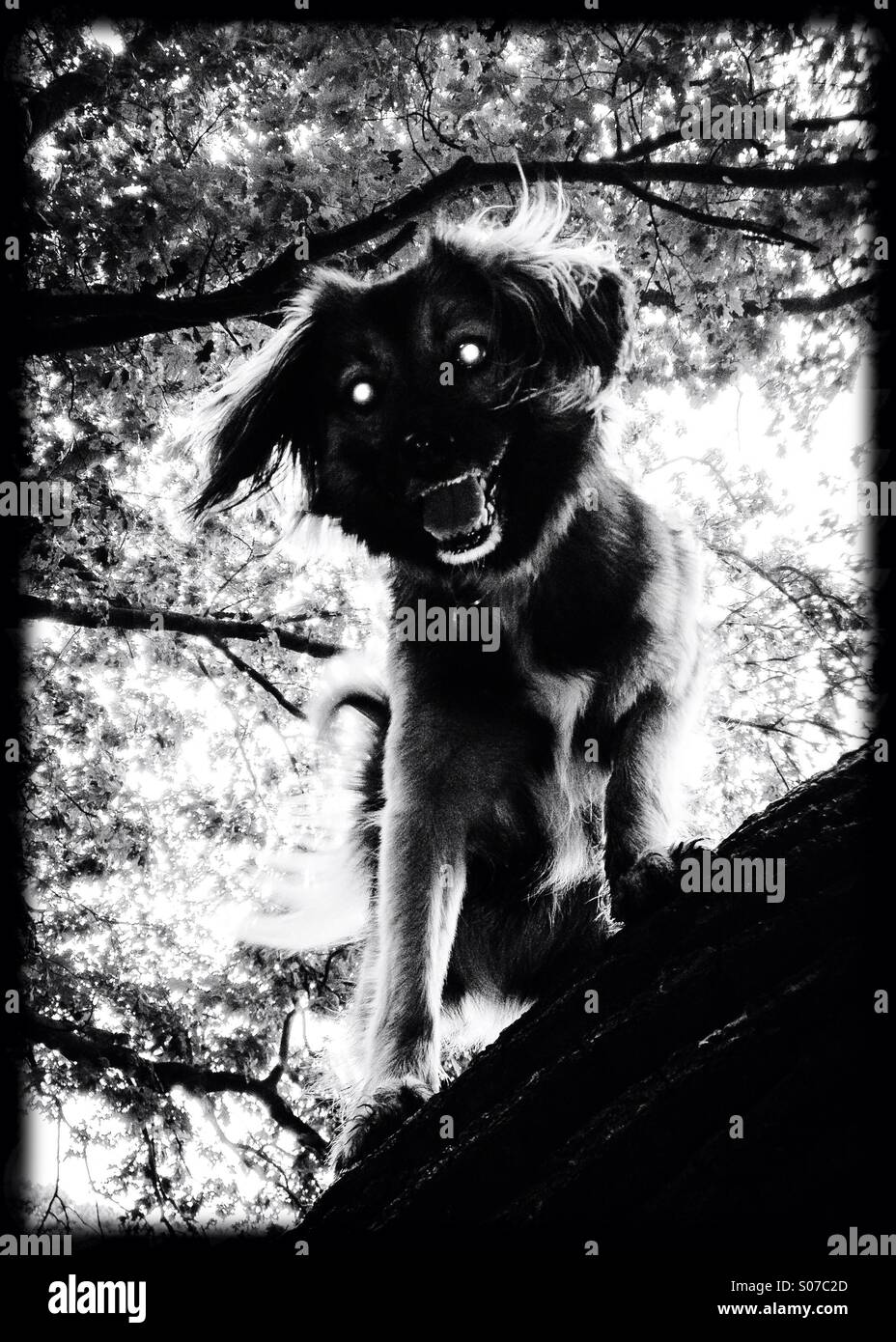 Scary beast hi-res stock photography and images - Alamy