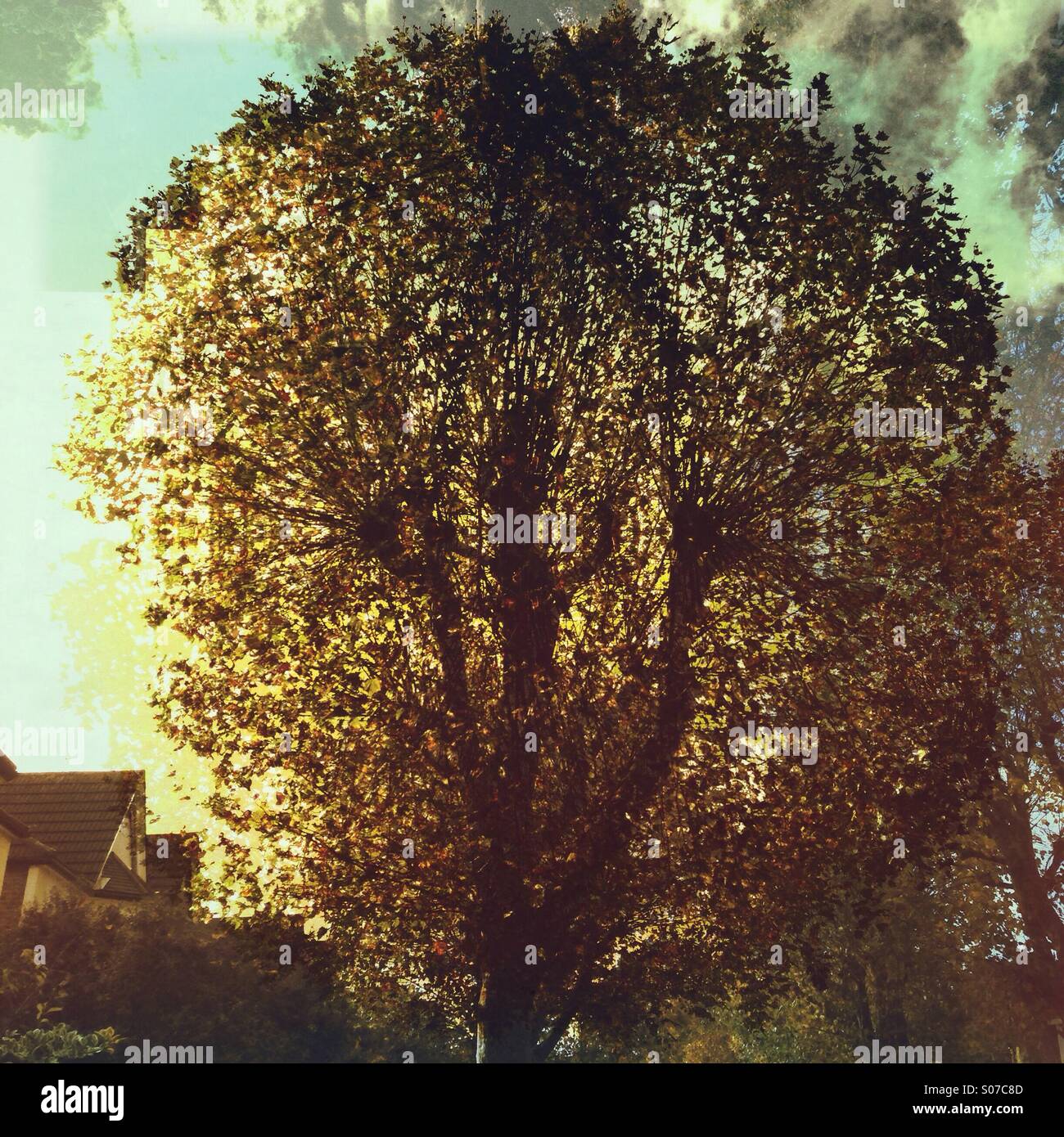 Large bushy tree hi-res stock photography and images - Alamy