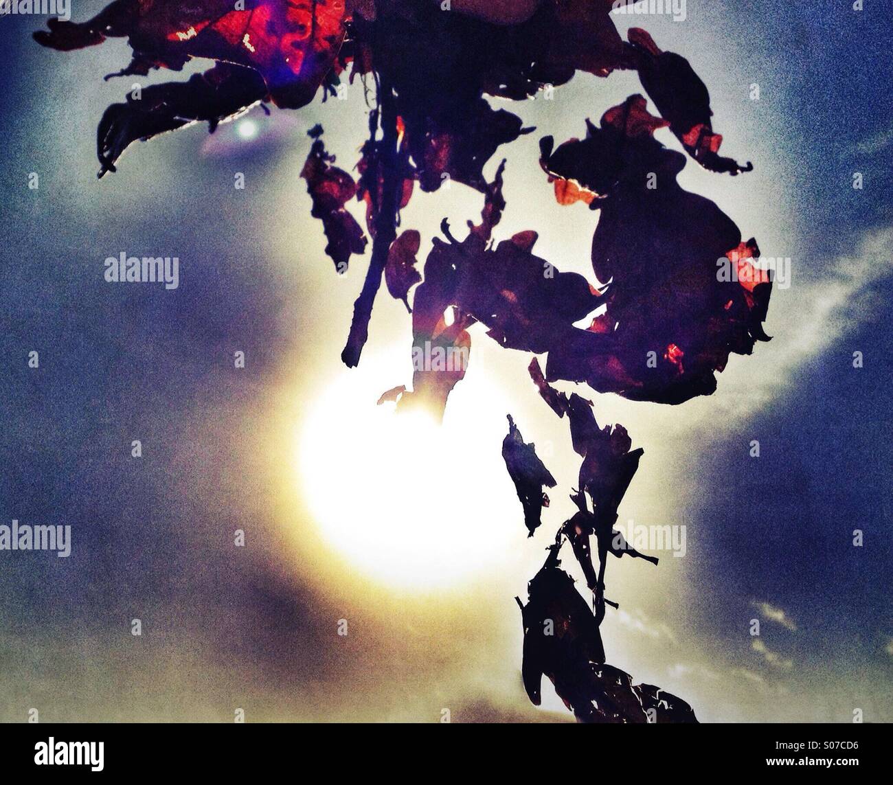 Falling autumn leaves backlit by sun Stock Photo - Alamy