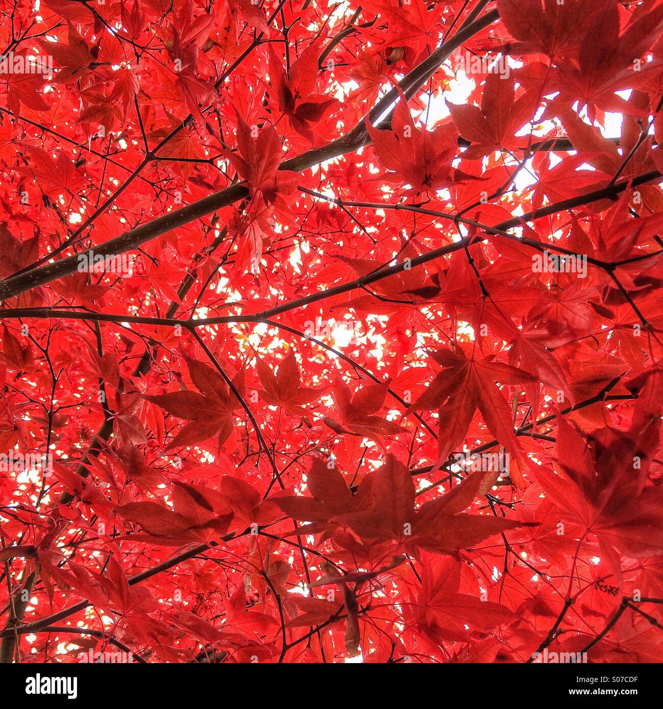 Red fall leaves in tree Stock Photo - Alamy