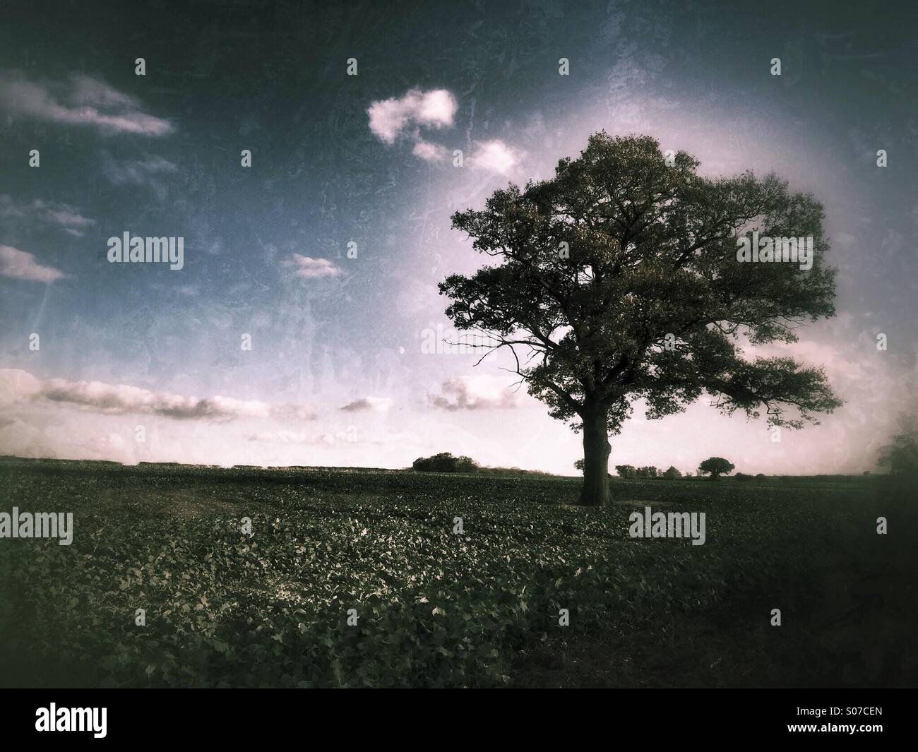 Lone tree in field Stock Photo - Alamy
