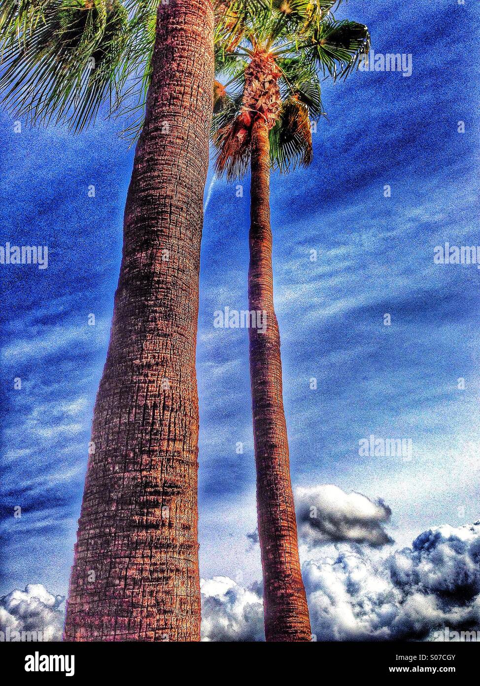 California palm trees hi-res stock photography and images - Alamy