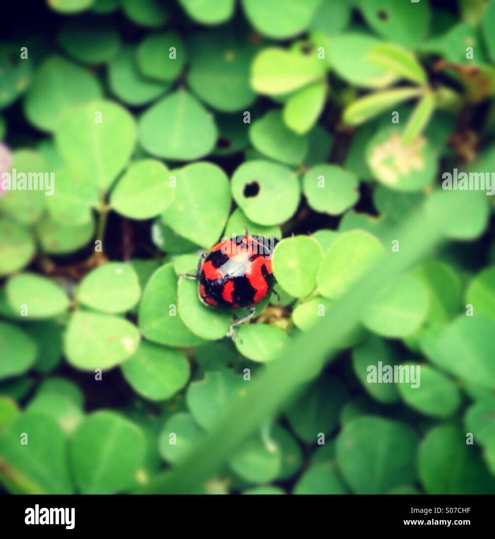 Ladybug design hi-res stock photography and images - Alamy