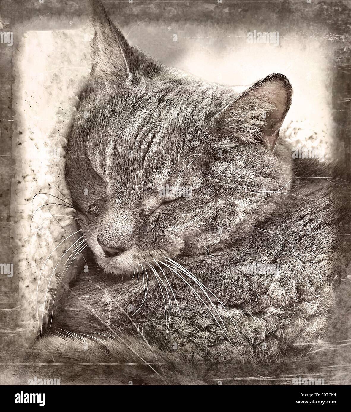Time For A Cat Nap Stock Photo - Alamy