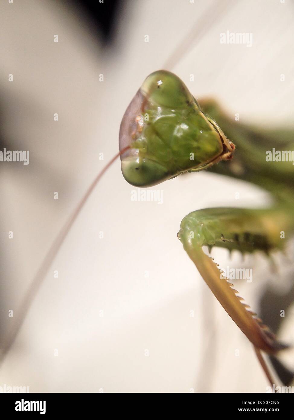 Praying Mantis, close up with macro lens. The details of this insect ...