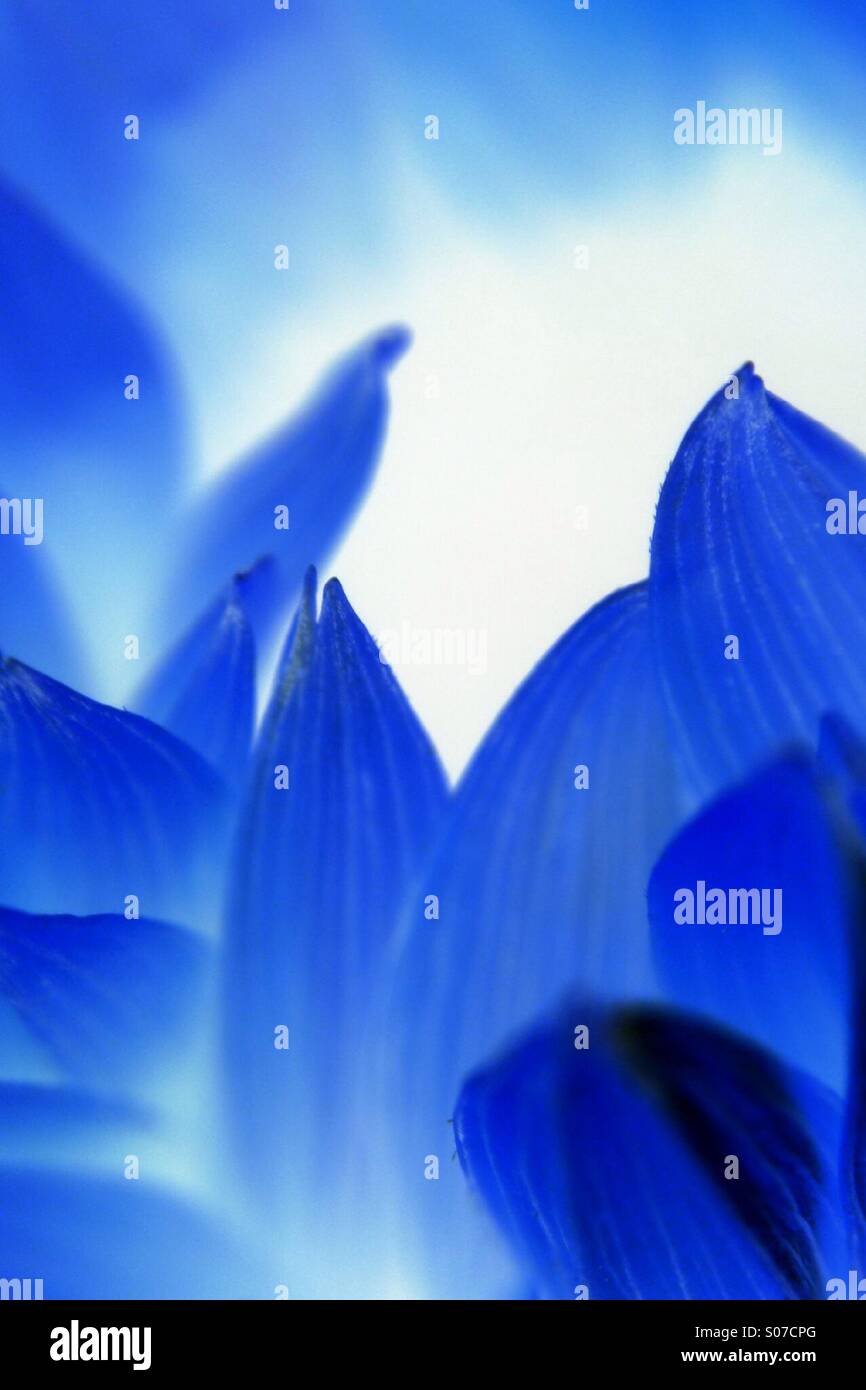 Inverted colour of a sunflower Stock Photo - Alamy