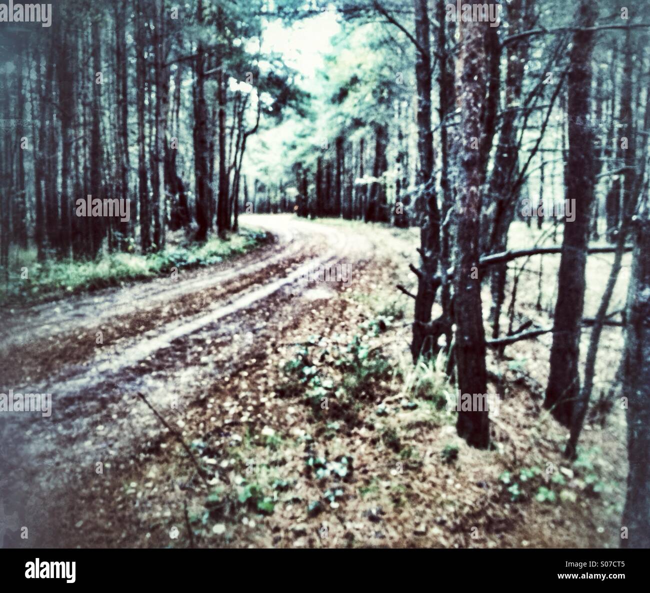 Path through woods Stock Photo - Alamy
