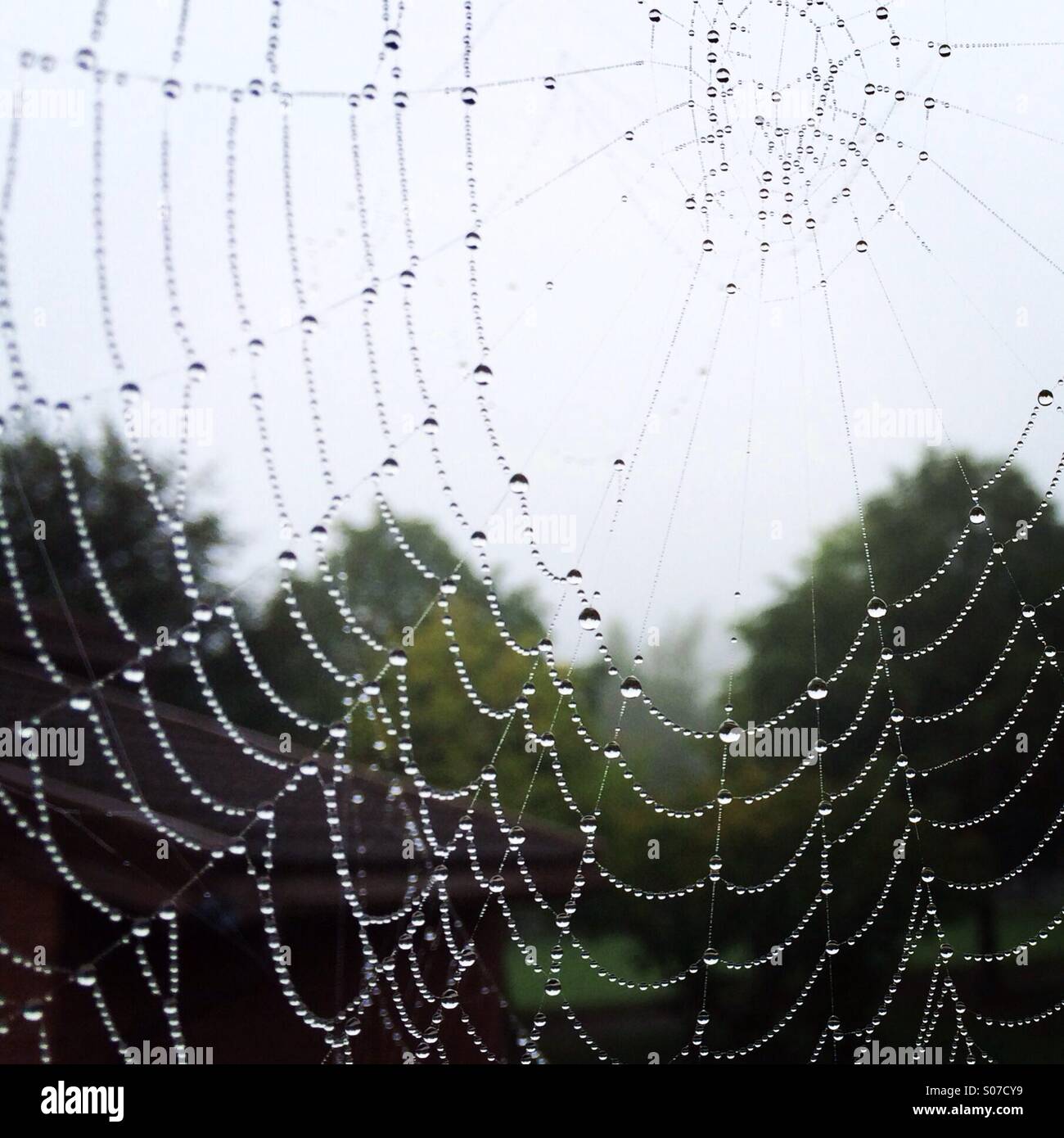 Good morning spider hi-res stock photography and images - Alamy