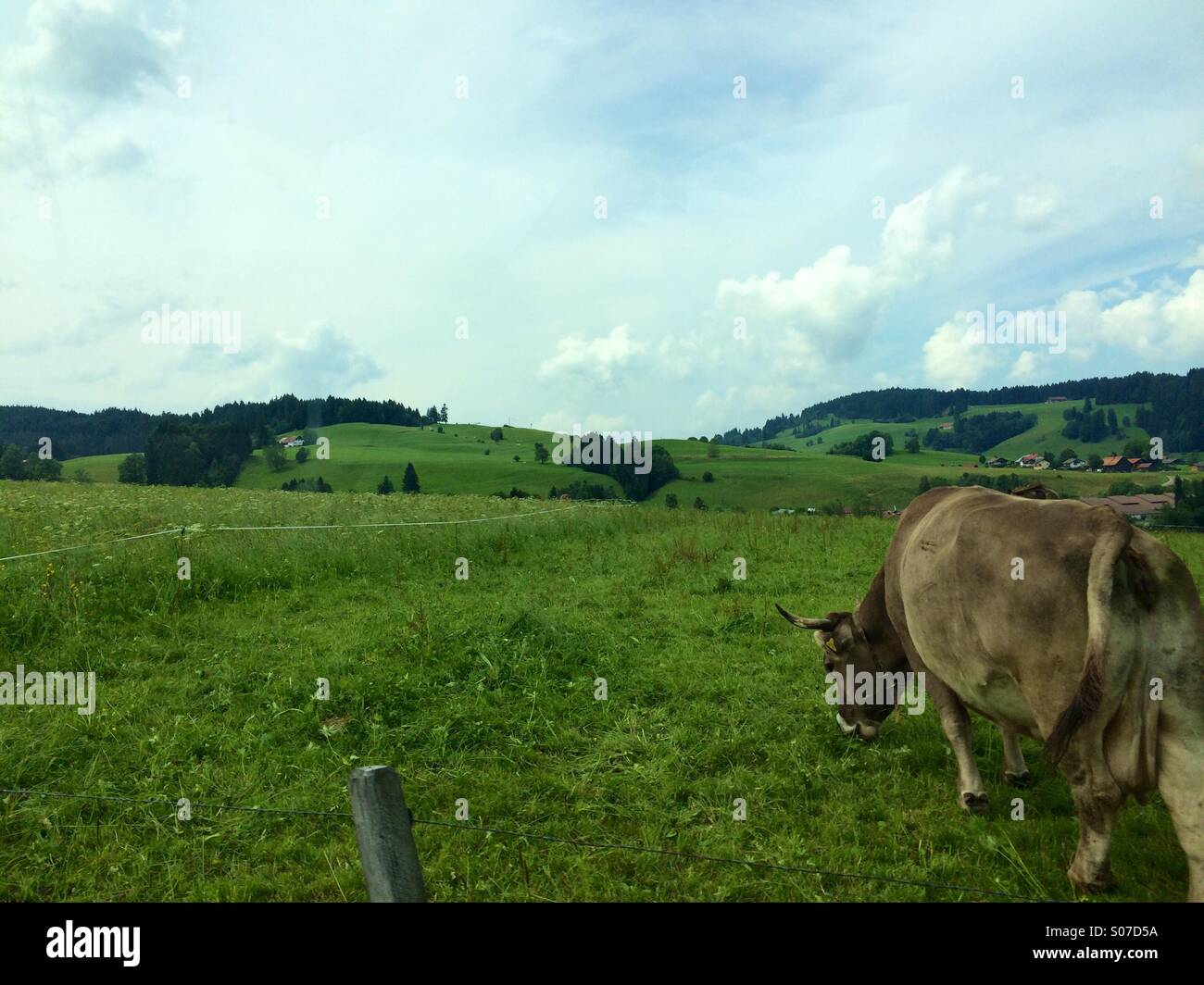 A cow in a green field Stock Photo - Alamy