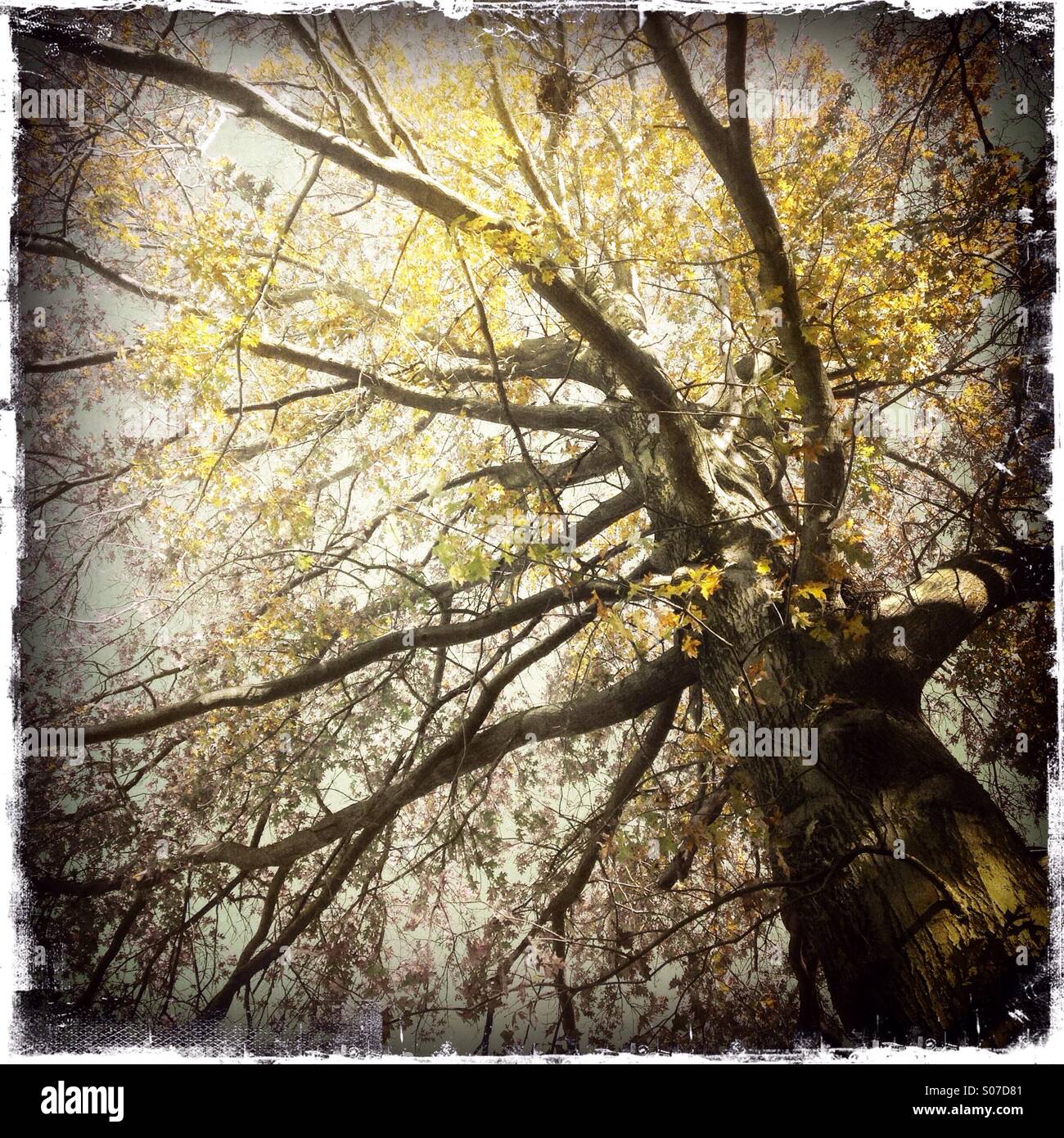 A giant oak tree in Ohio Stock Photo - Alamy