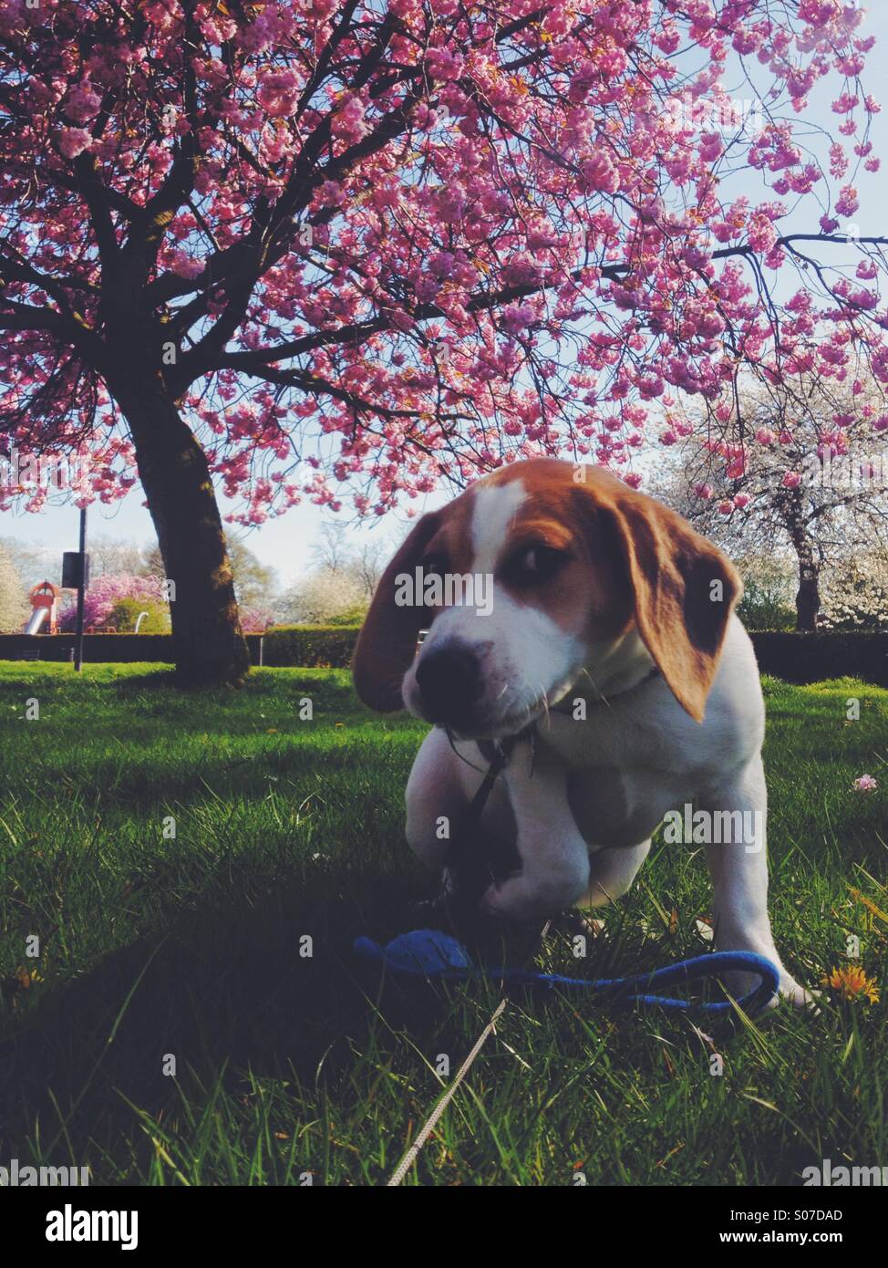 Beagle park summer blossom grass hi-res stock photography and images ...