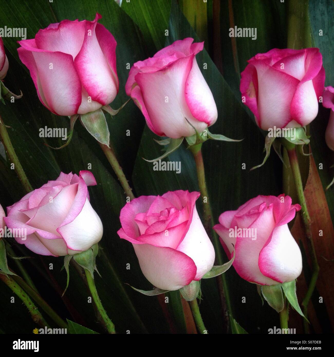 Pink roses decorate a tomb during Day of the Dead in San Gregorio ...