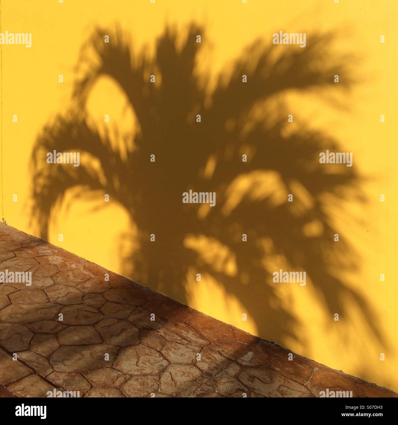 Palm tree shadow on painted wall, Cozumel, Mexico Stock Photo - Alamy