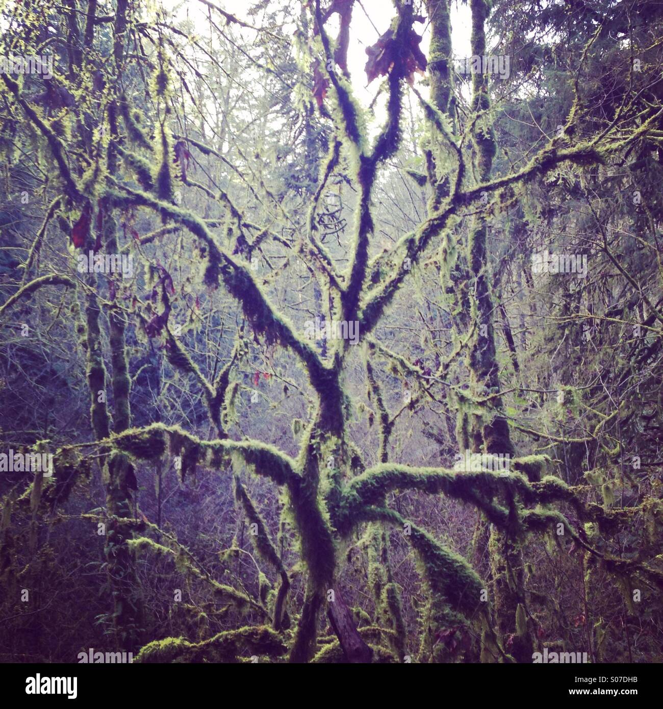 Oregon forest moss hi-res stock photography and images - Alamy