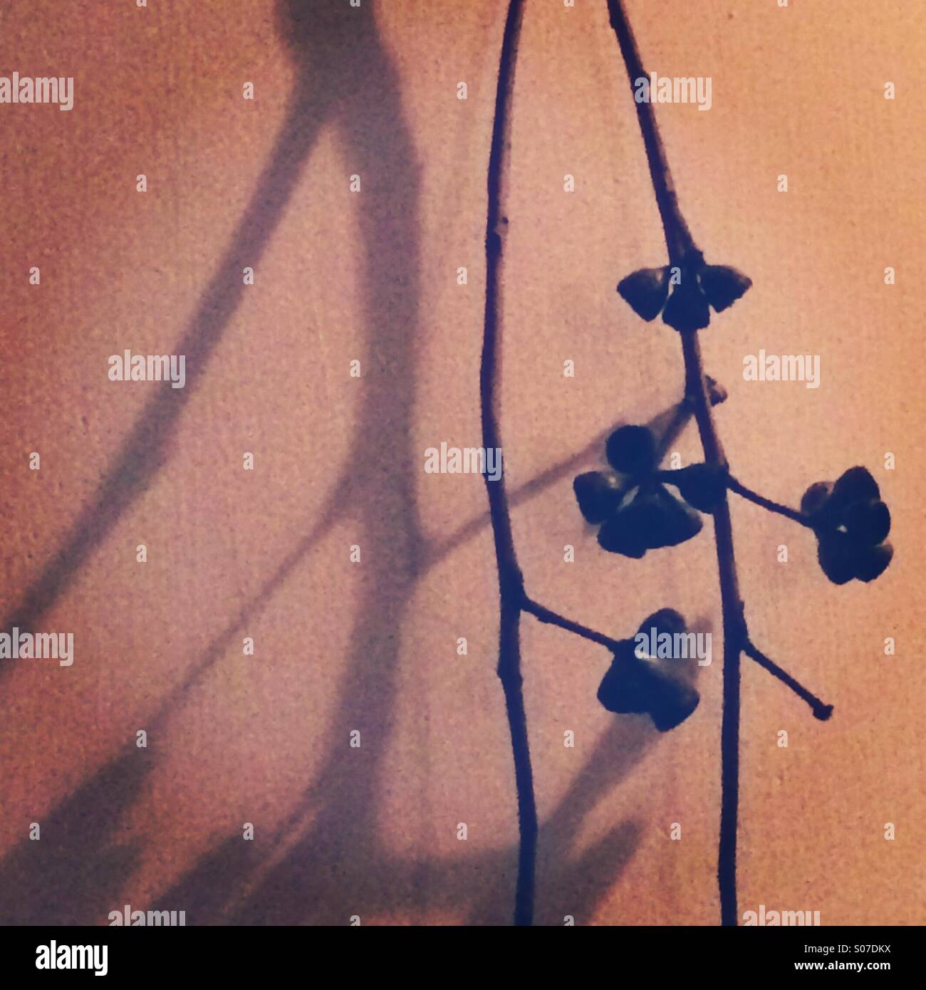 Shadow flowers hi-res stock photography and images - Alamy