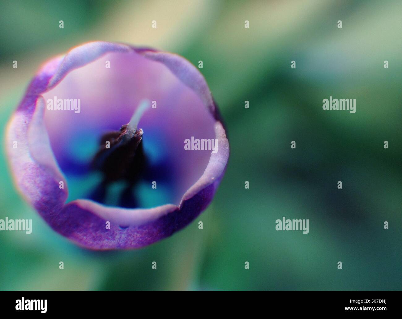 Small bell shaped flower Stock Photo - Alamy