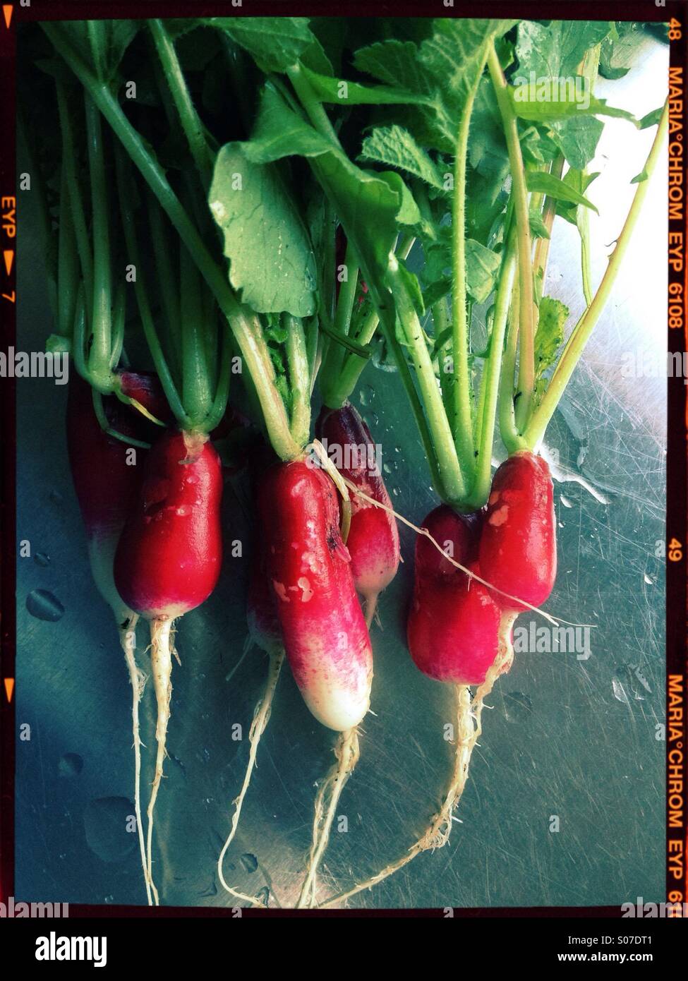Freshly picked Autumn radishes Stock Photo - Alamy