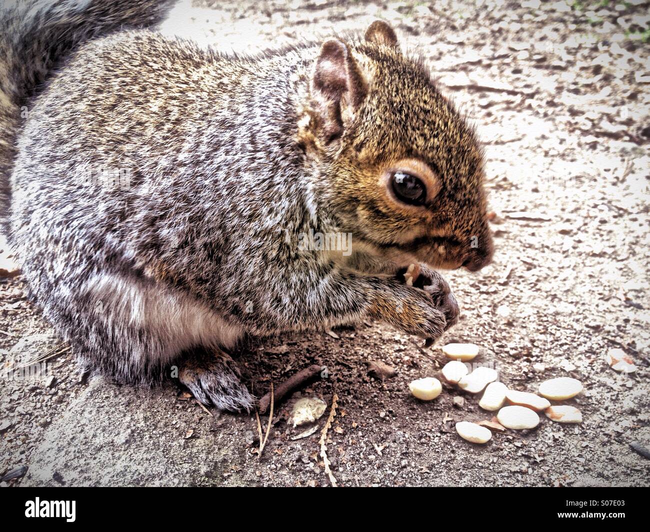 Squirrel eating nuts Stock Photo - Alamy