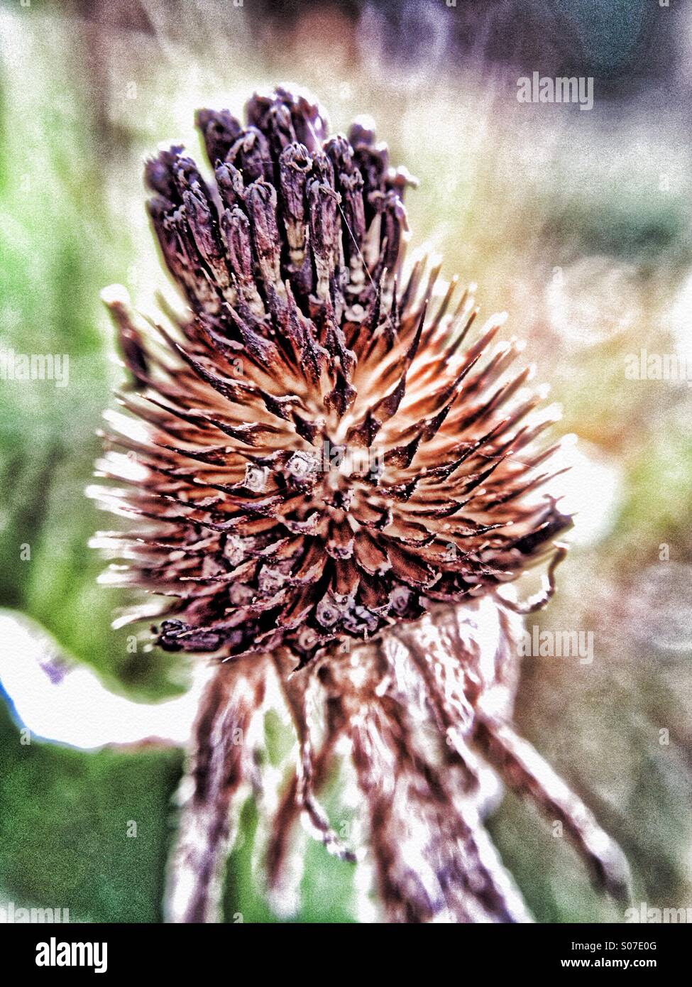 Flower seed head Stock Photo - Alamy