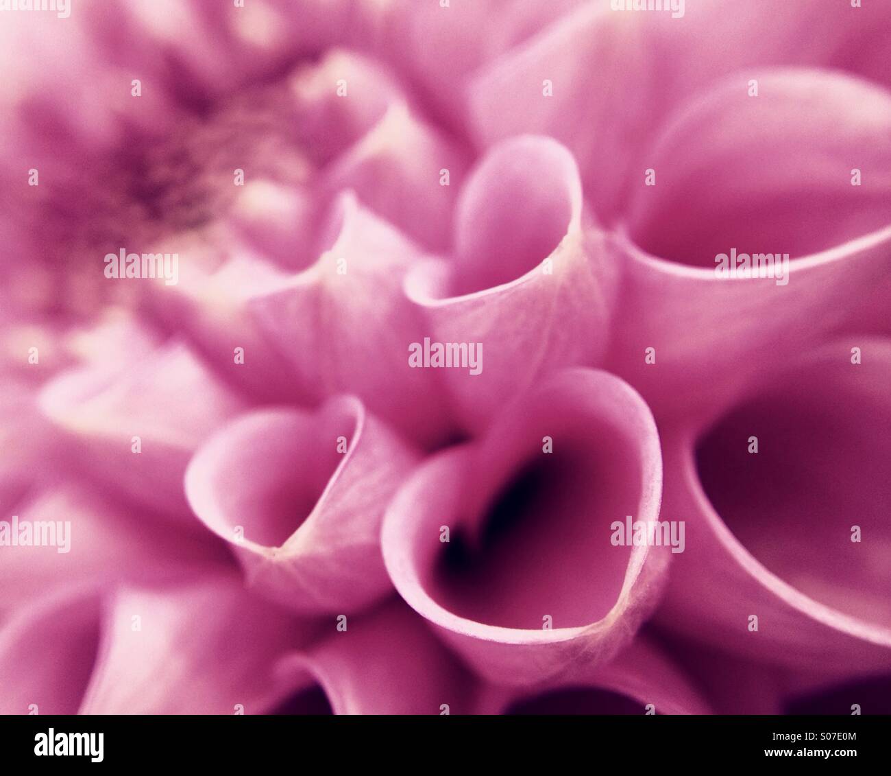 Heart shaped dahlia petals Stock Photo - Alamy