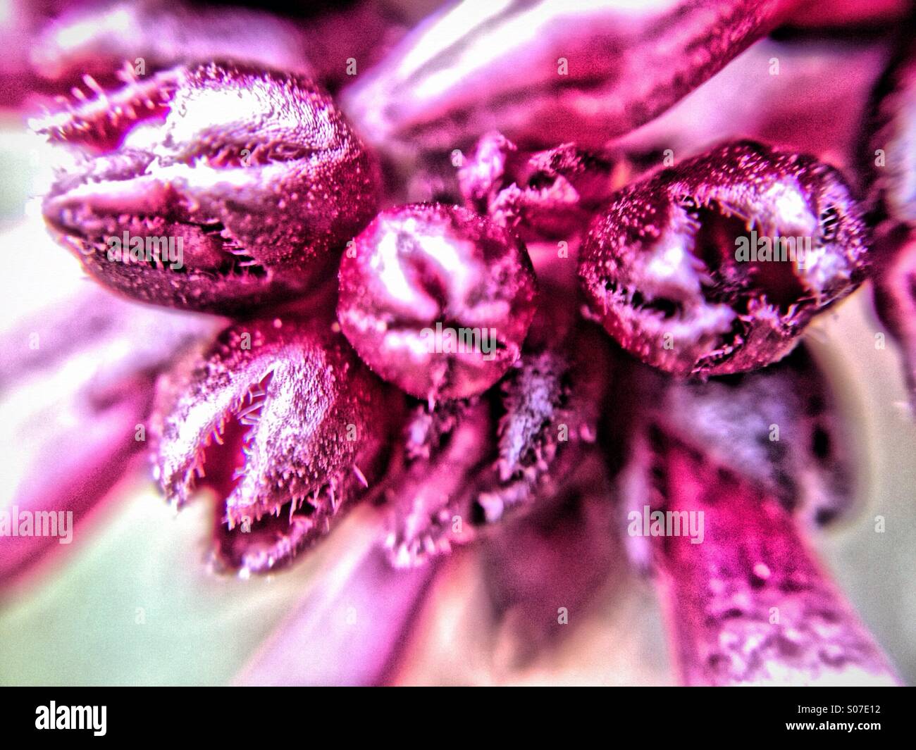Small flower buds Stock Photo - Alamy