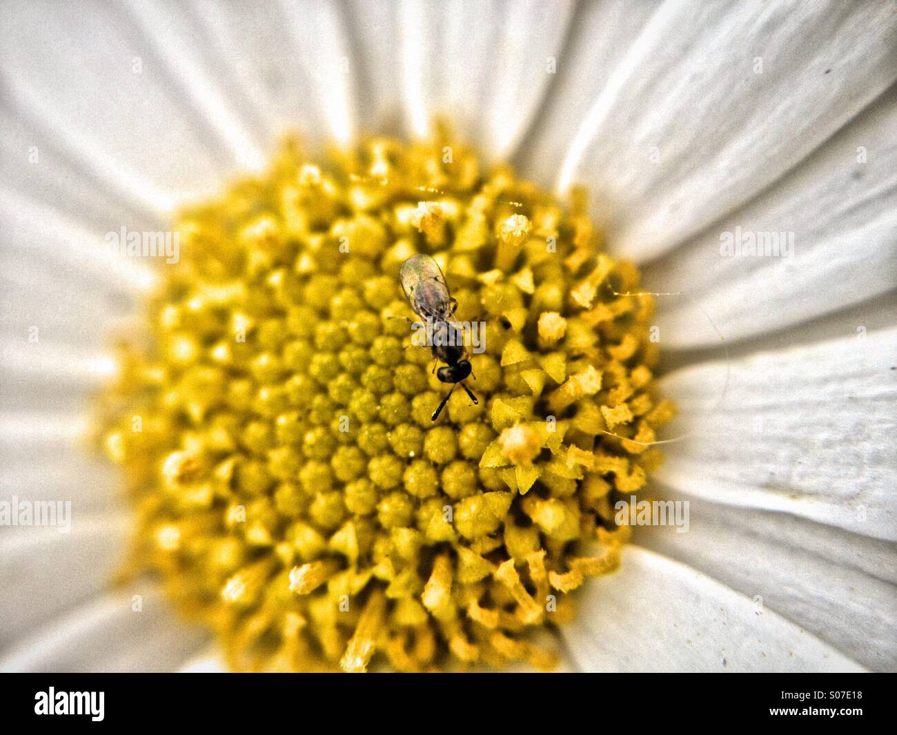 Common flower bug on flower Stock Photo - Alamy