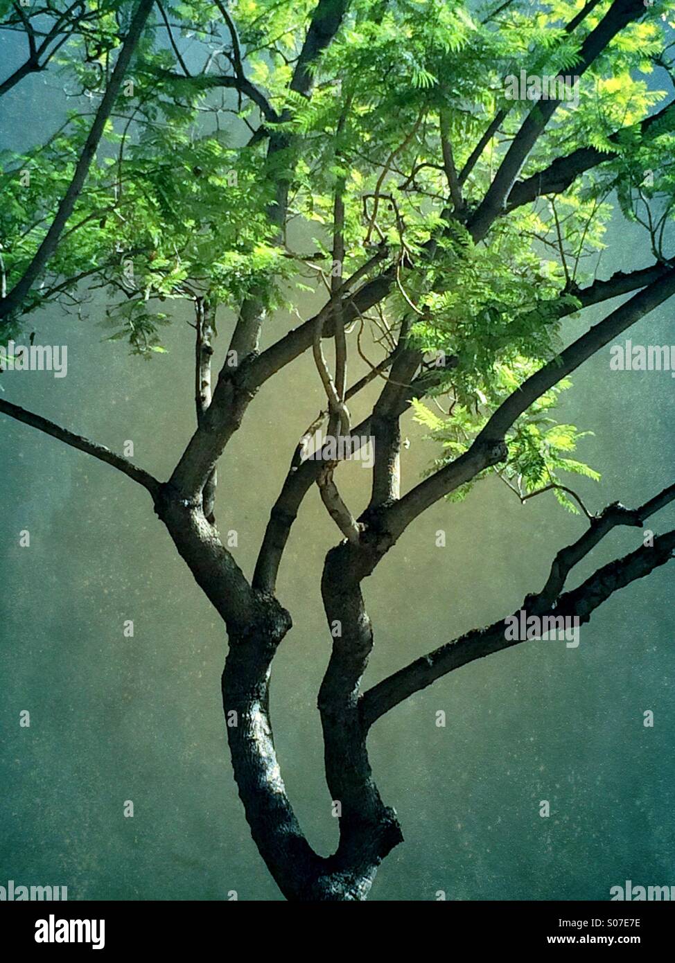 Tree reaches for sun between buildings Stock Photo - Alamy