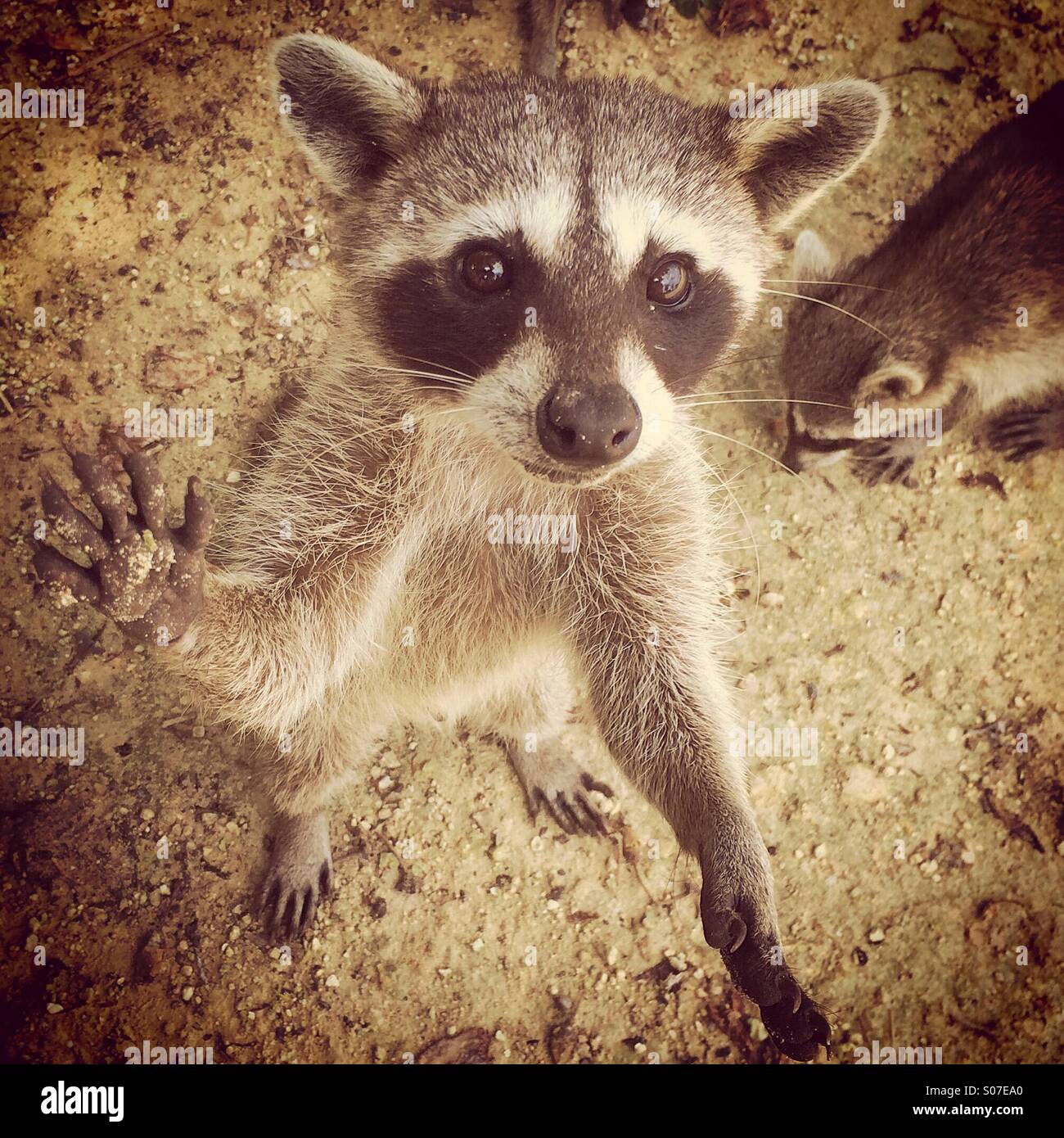Cozumel Pygmy Raccoon, Cozumel, Mexico, Endangered Stock Photo - Alamy